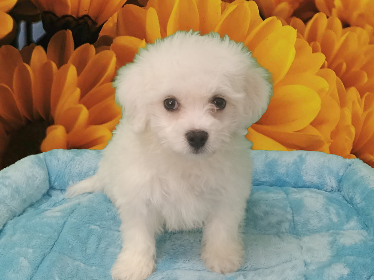 Bichon Frise - Puppies R Us