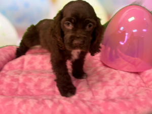 Home - Puppies R Us in Bridgeville, DE