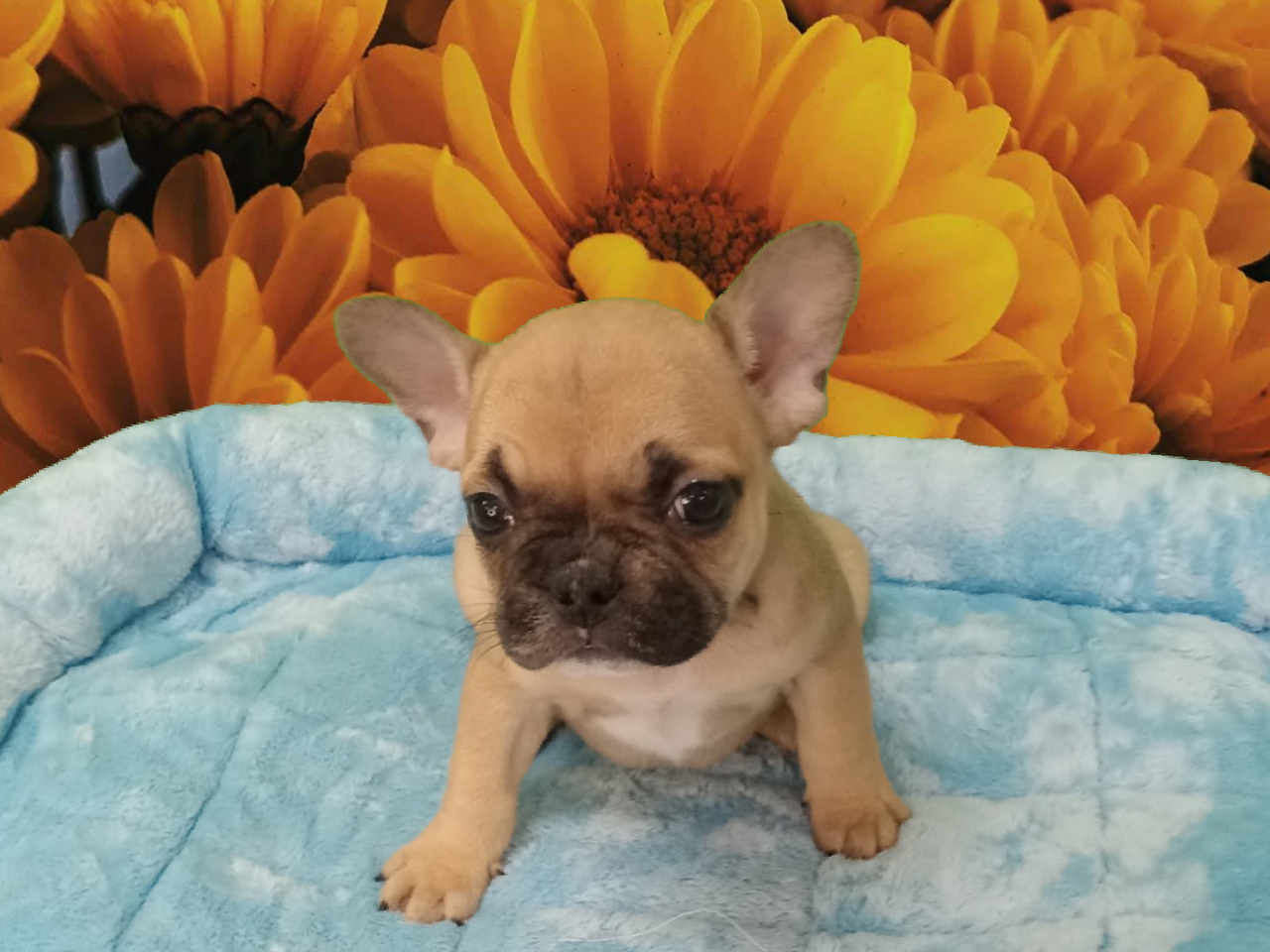 Home - Puppies R Us in Bridgeville, DE