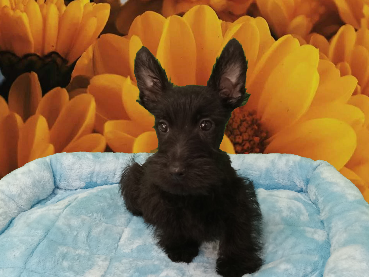 Home - Puppies R Us in Bridgeville, DE