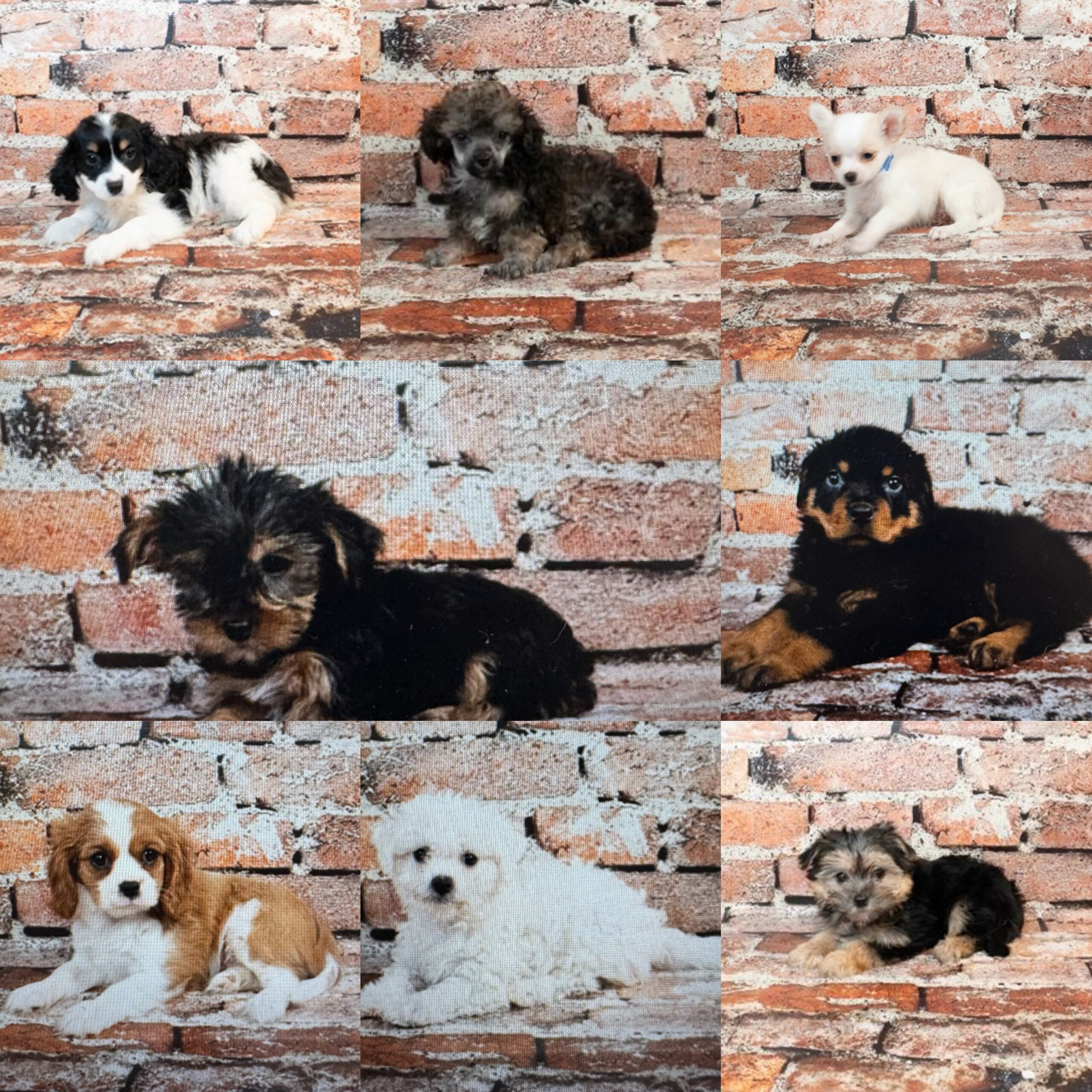 New Pups for 4/8/25 - Puppies R Us