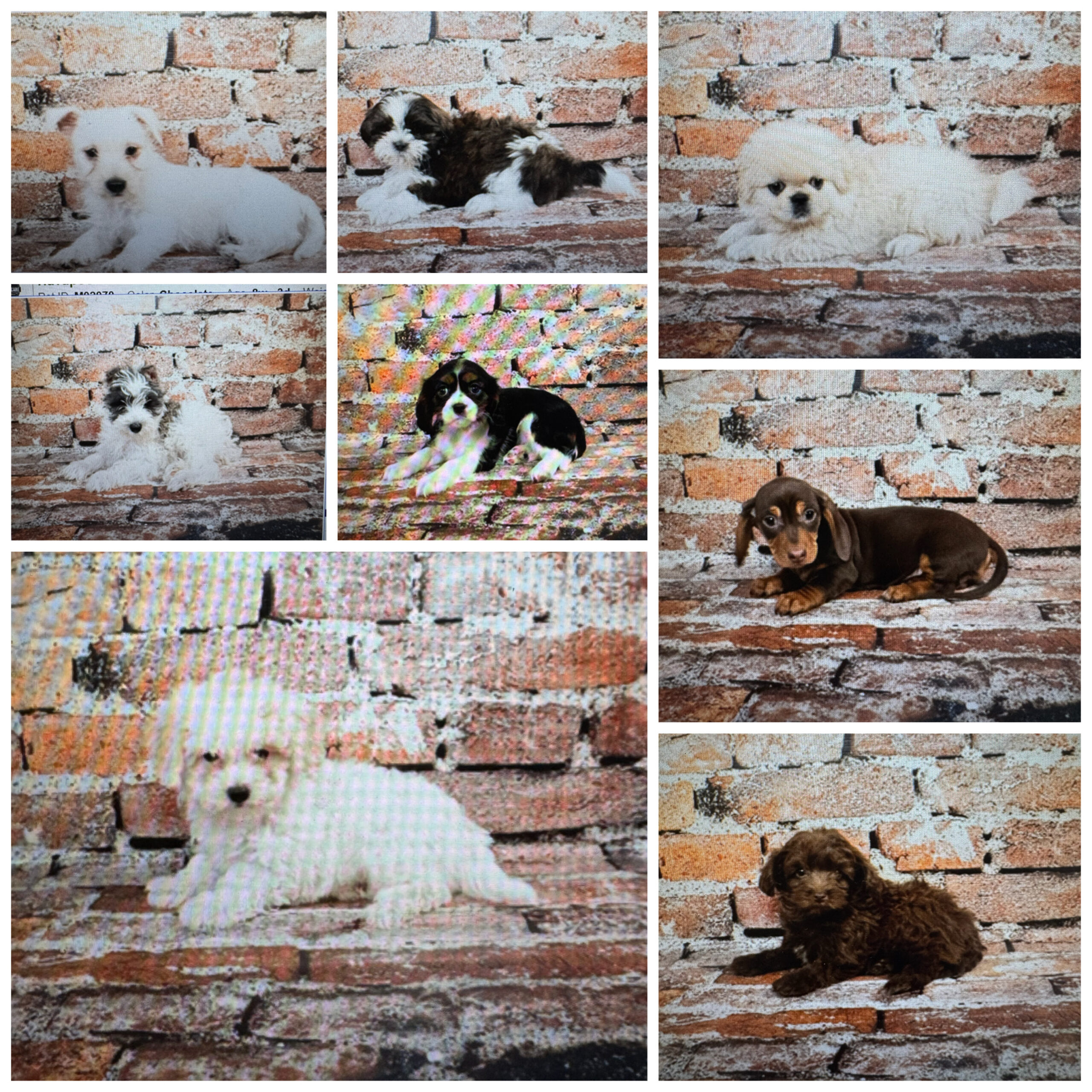 New Pups 4/15/25 - Puppies R Us