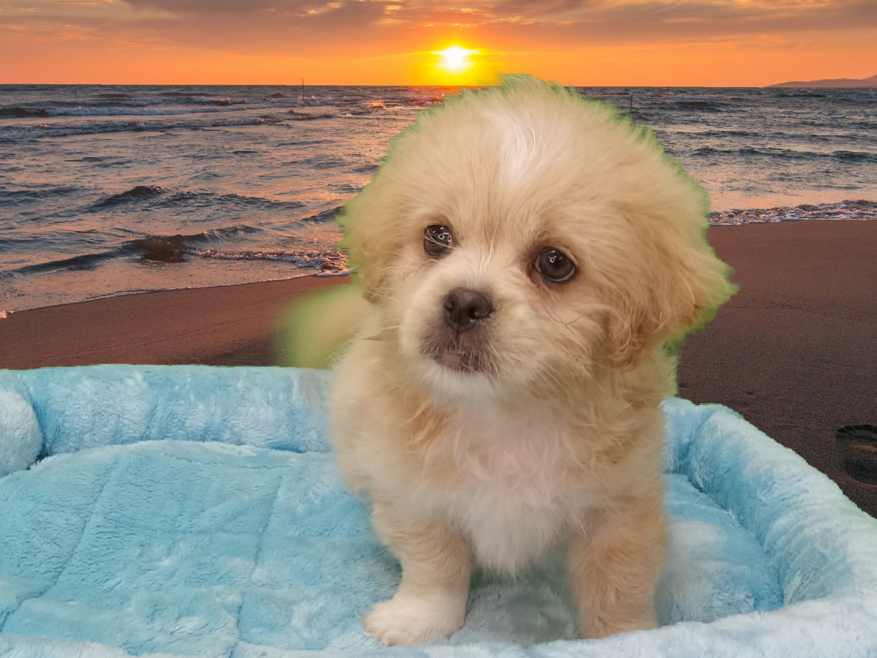 Peek-A-Poo - Puppies R Us