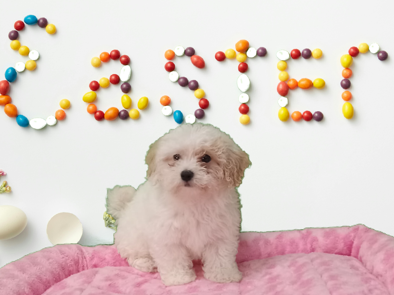 Daisy Dog - Puppies R Us