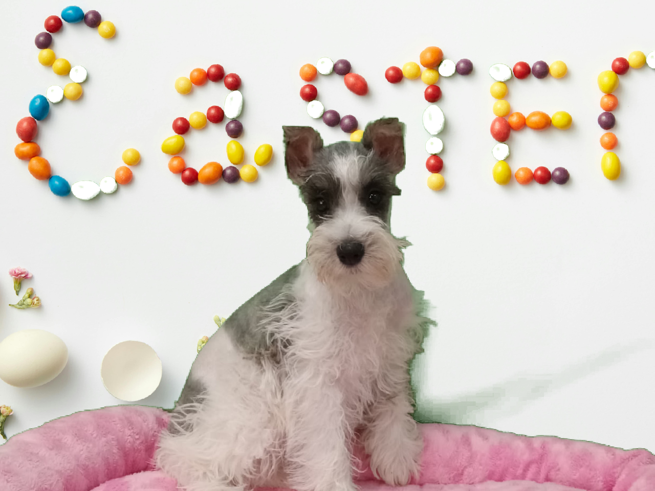 Home - Puppies R Us in Bridgeville, DE