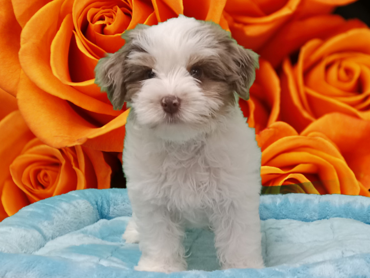 Yorkshire Terrier - Puppies R Us