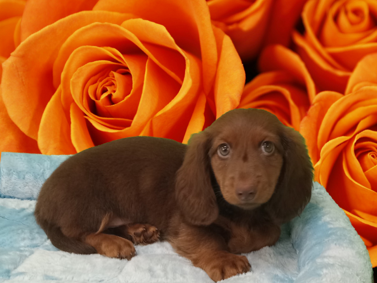 Dachshund - Puppies R Us