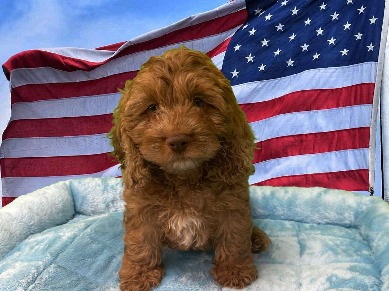 Cockapoo - Puppies R Us