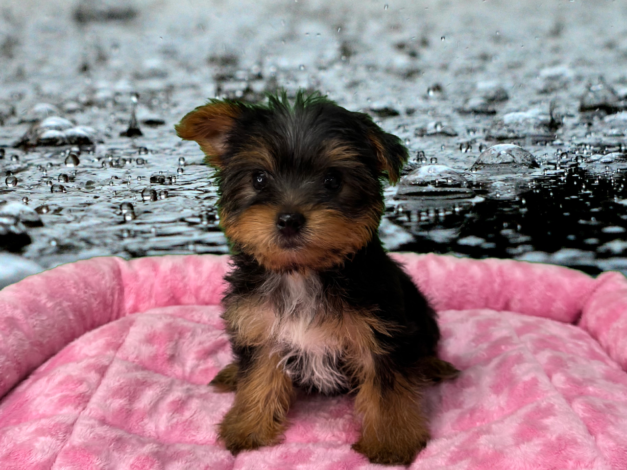 Home - Puppies R Us in Bridgeville, DE