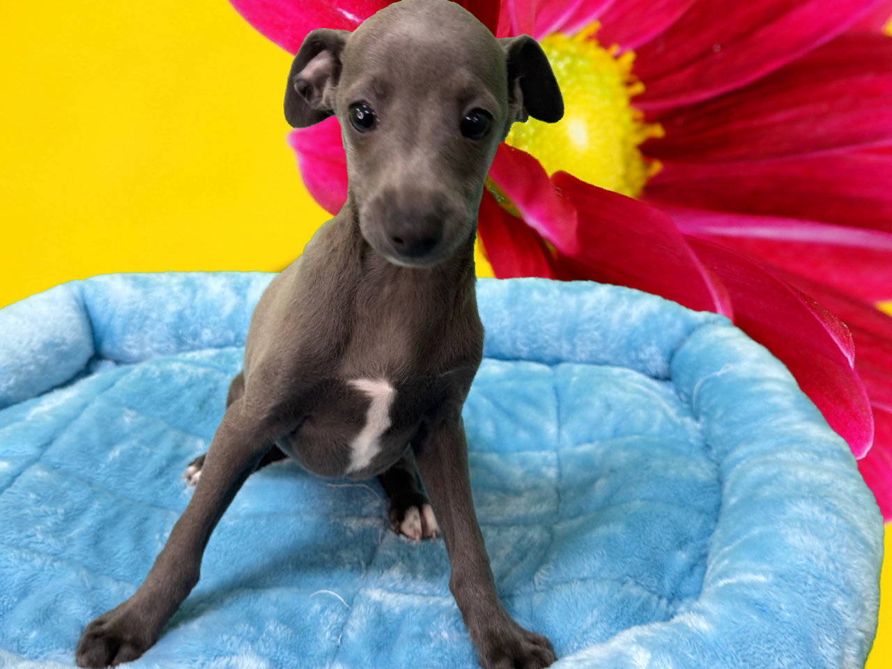 Italian Greyhound - Puppies R Us