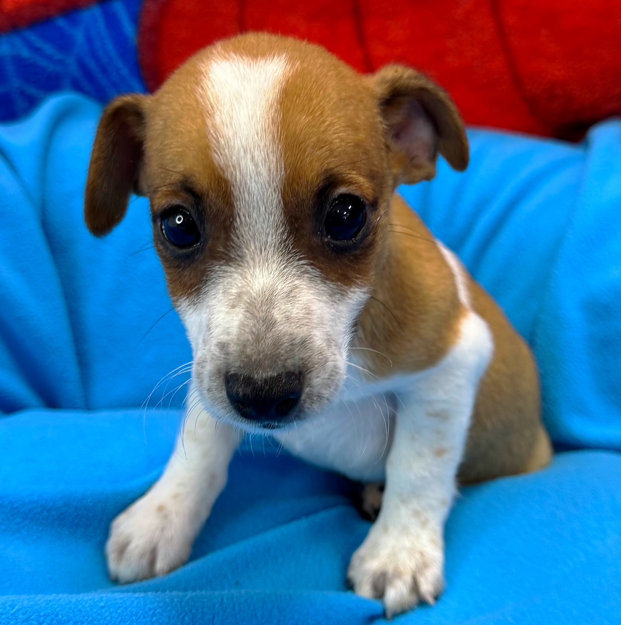 Jack Russell Terrier - Puppies R Us