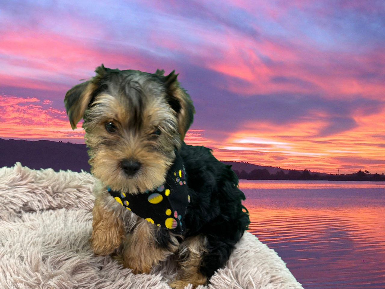 Yorkshire Terrier - Puppies R Us