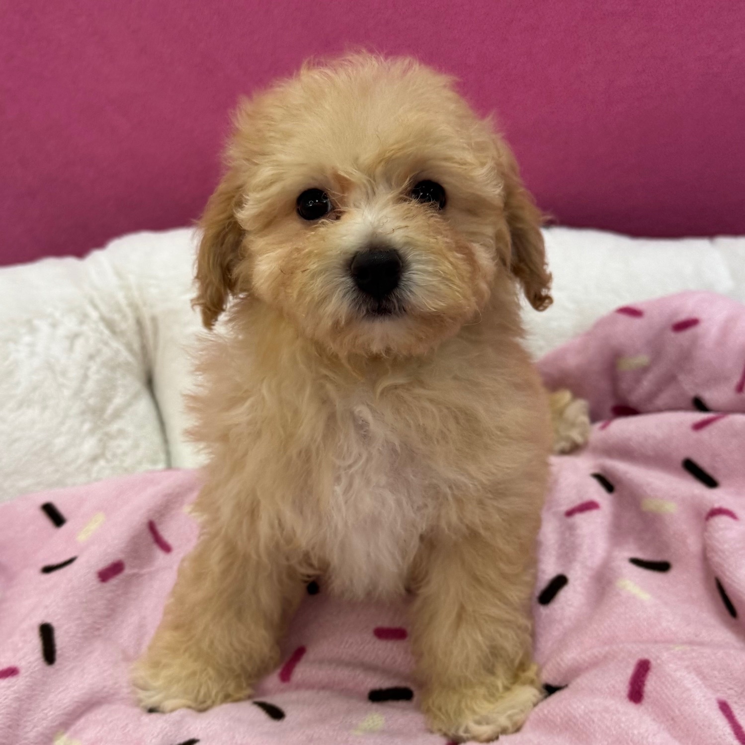 Havapoo - Puppies R Us