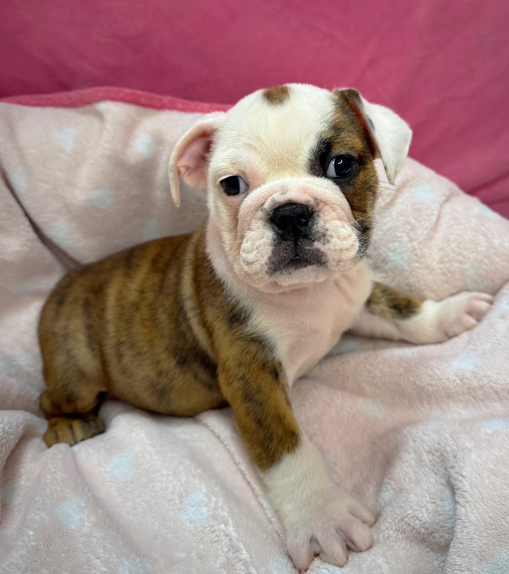 English Bulldog - Puppies R Us