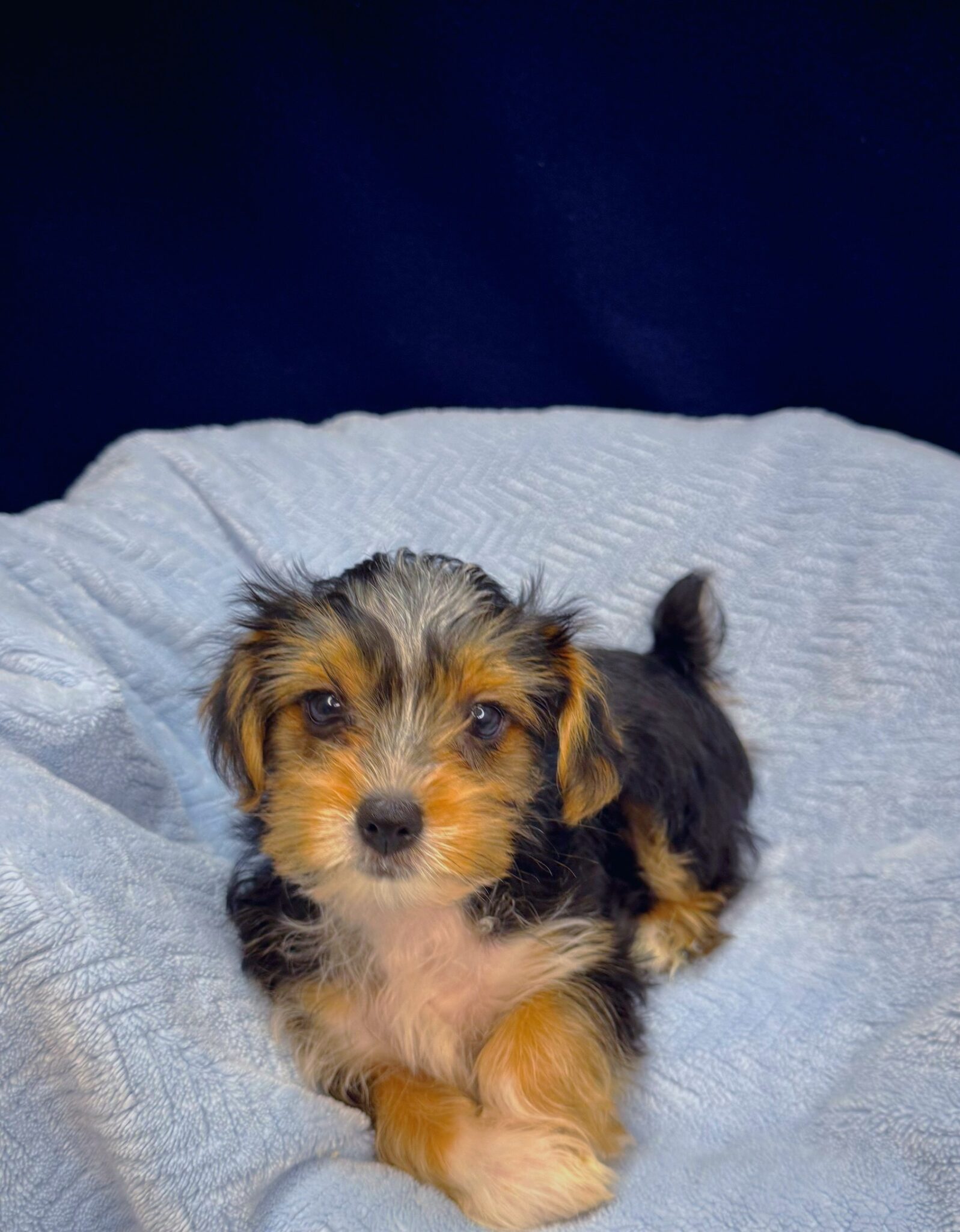 Home - Puppies R Us in Bridgeville, DE