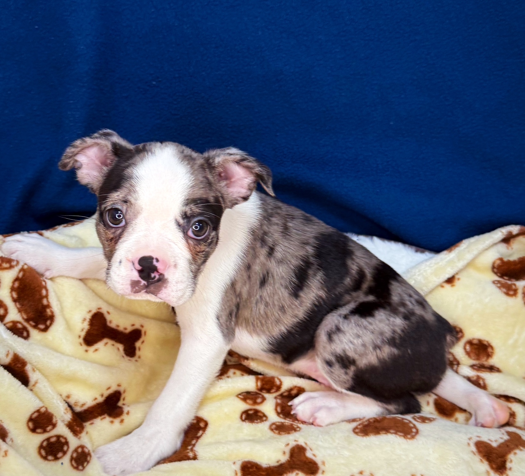 Home - Puppies R Us in Bridgeville, DE