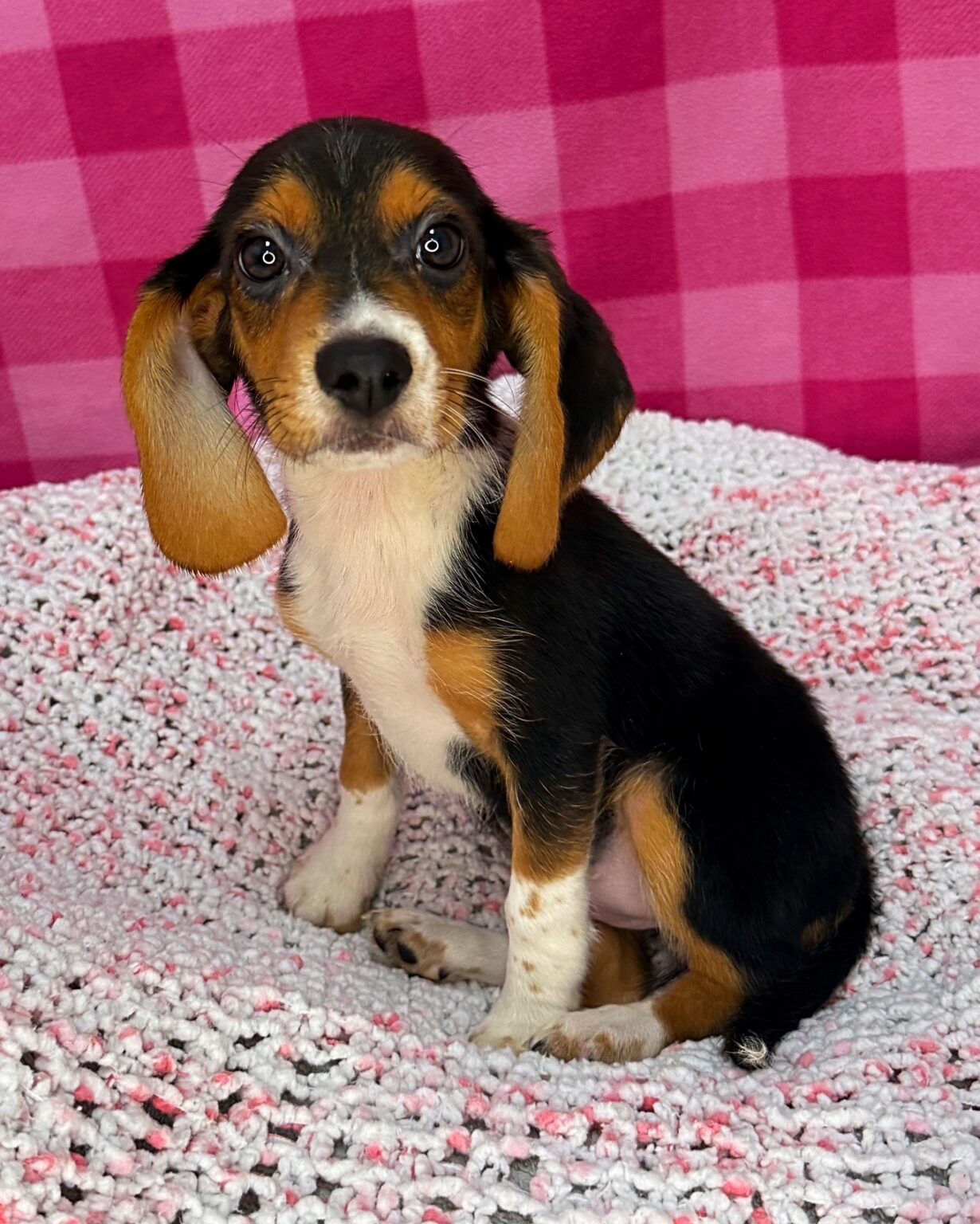 Home - Puppies R Us in Bridgeville, DE