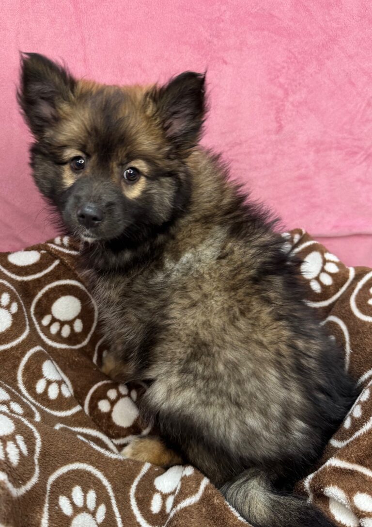 Pomski - Puppies R Us