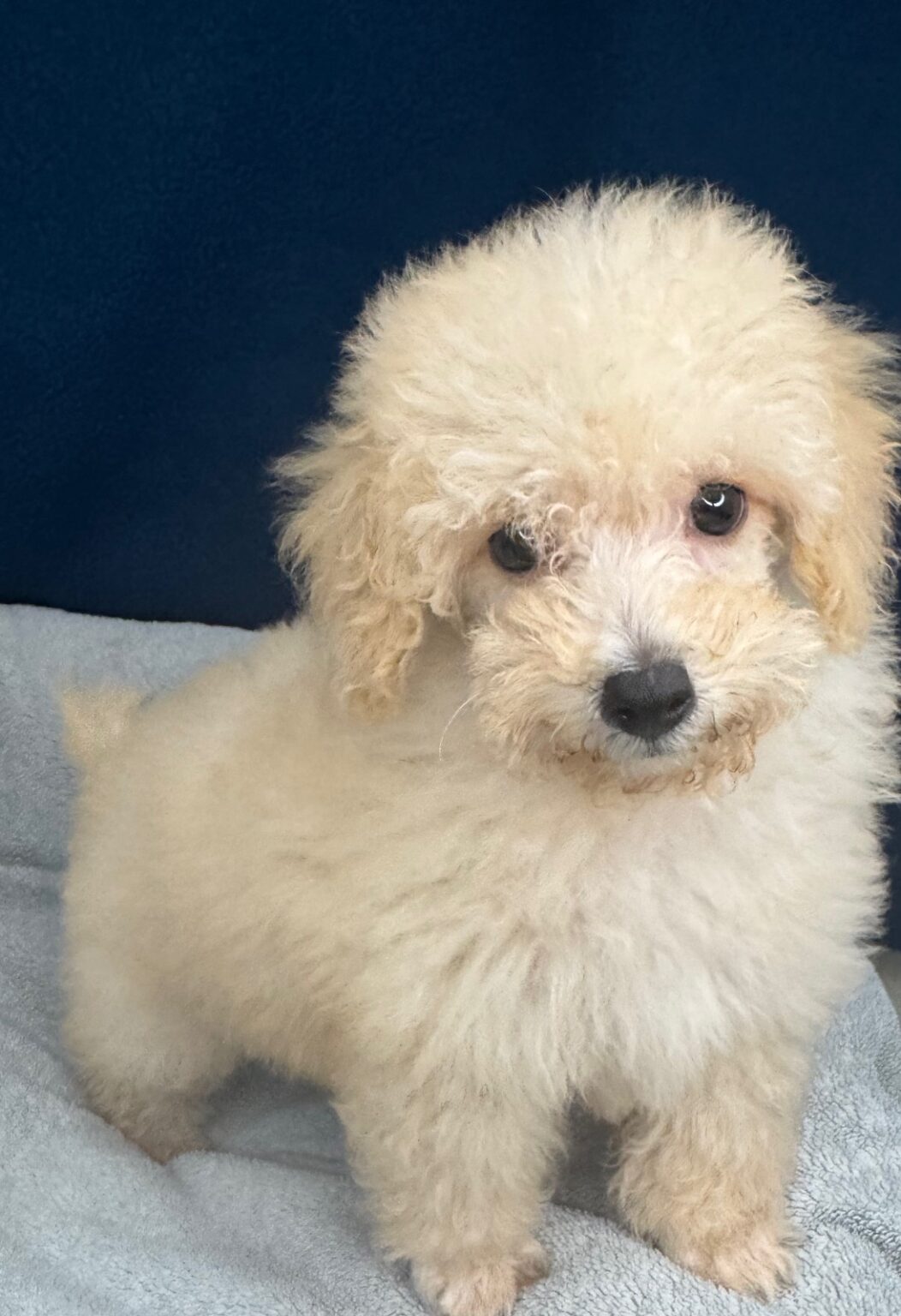 Home - Puppies R Us in Bridgeville, DE