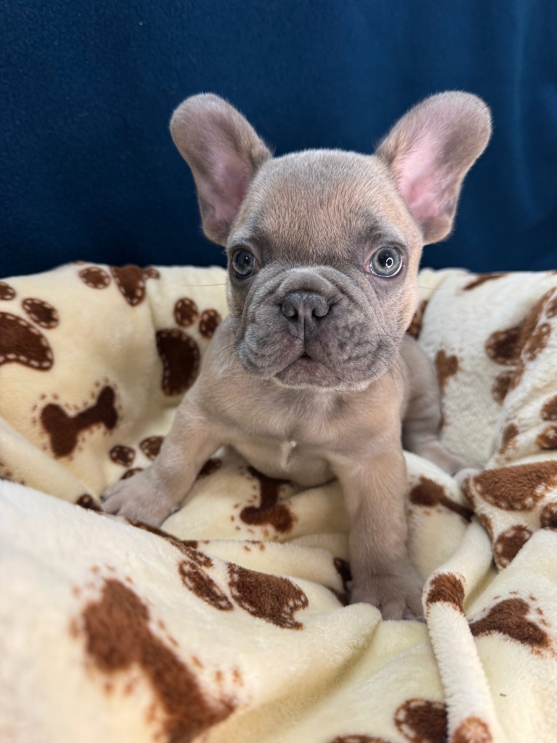 French Bulldog - Puppies R Us