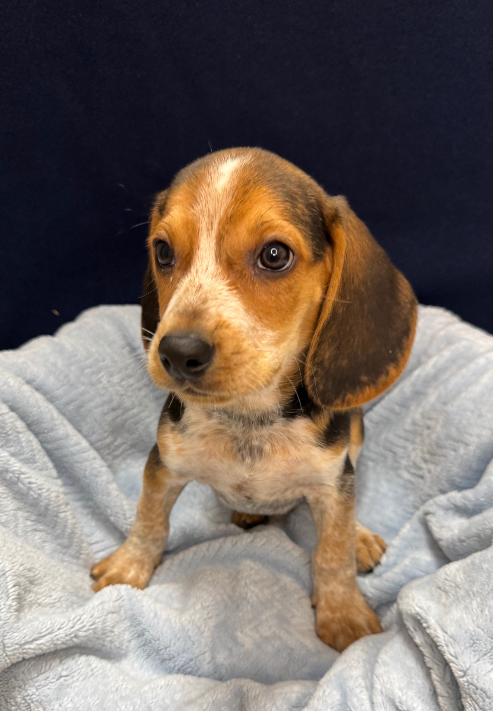 Home - Puppies R Us in Bridgeville, DE