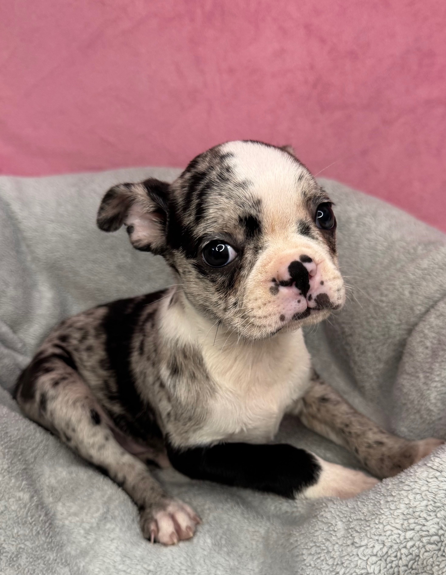 Home - Puppies R Us in Bridgeville, DE