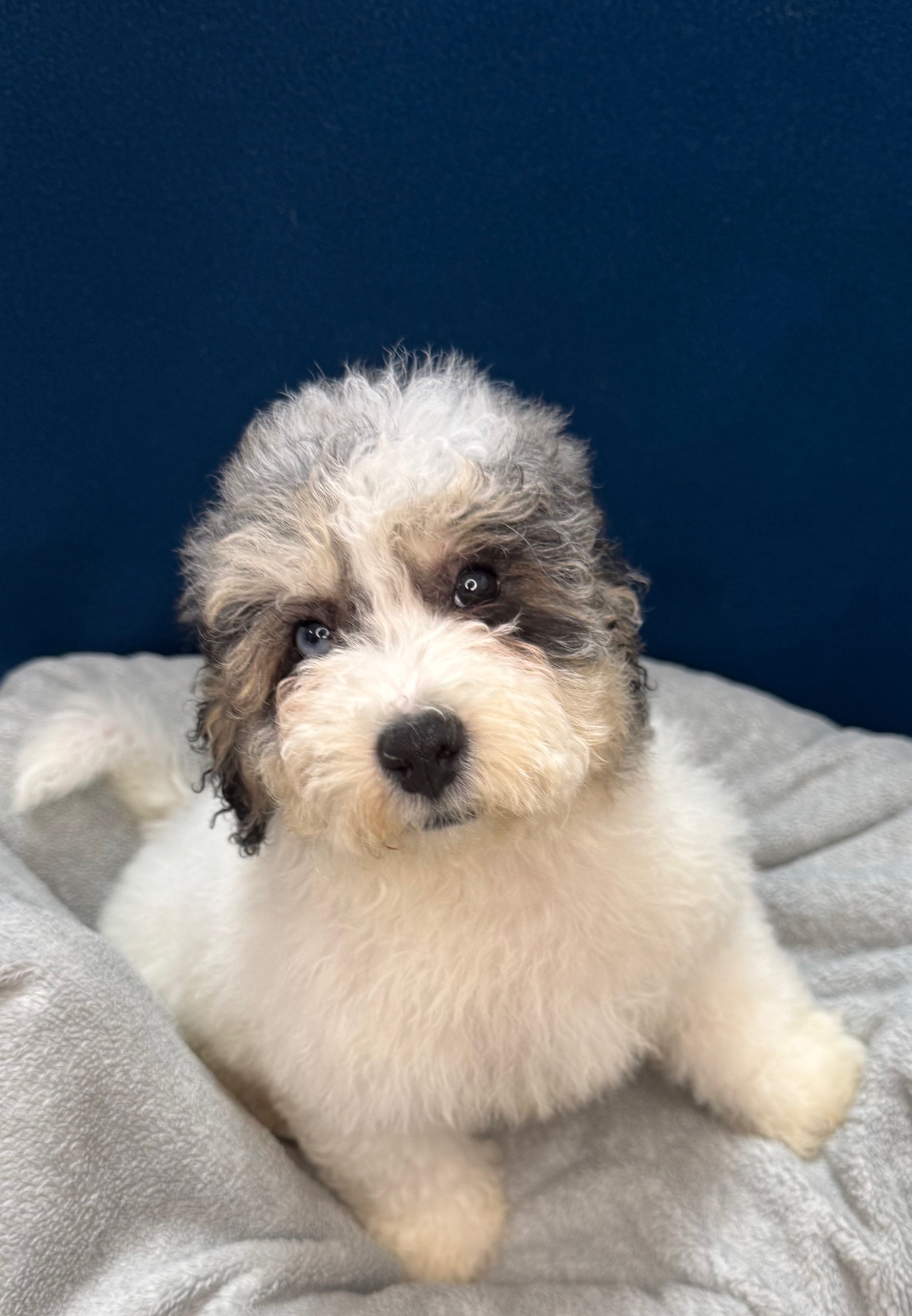 Bichon Poo - Puppies R Us