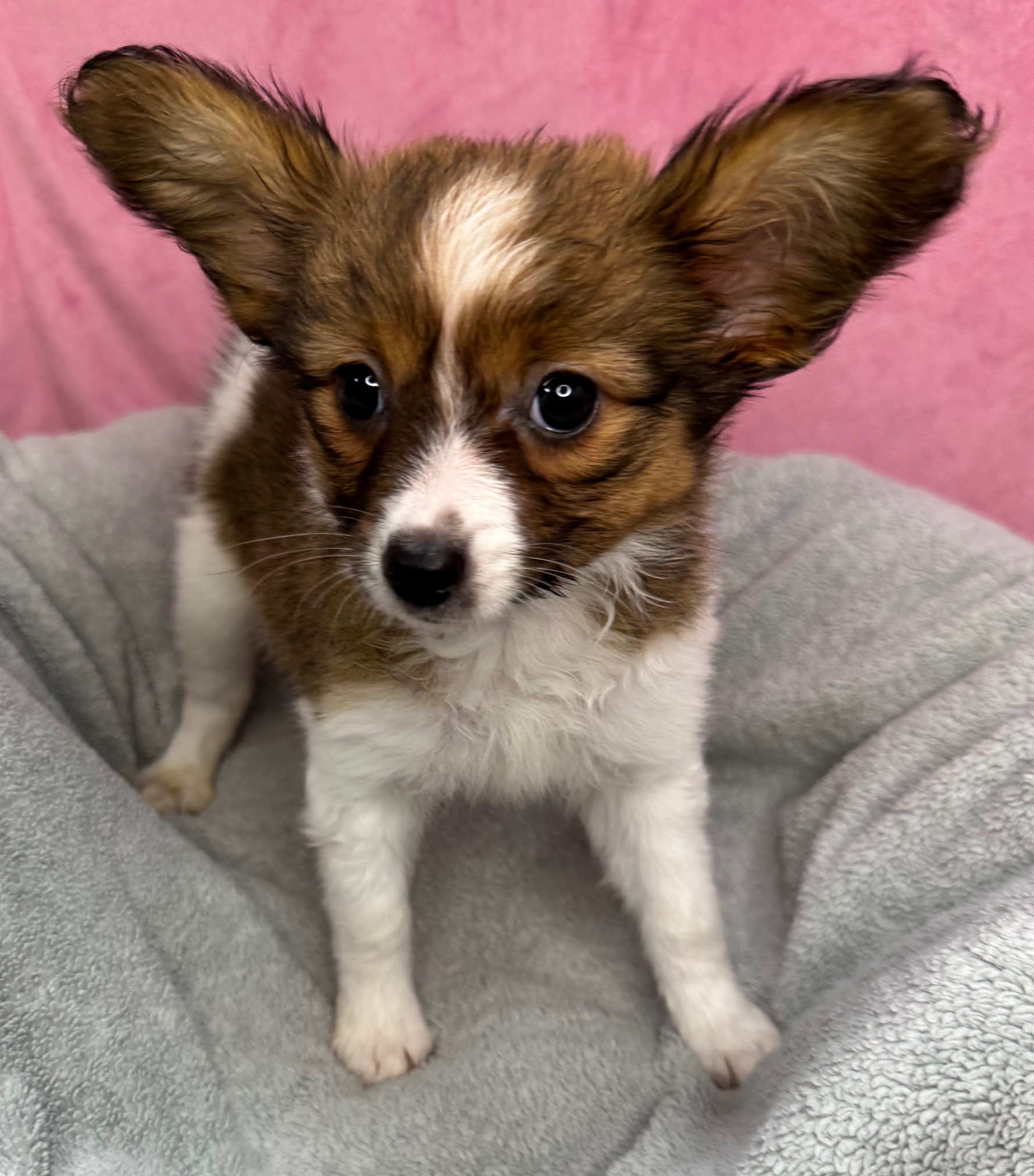 Home - Puppies R Us in Bridgeville, DE