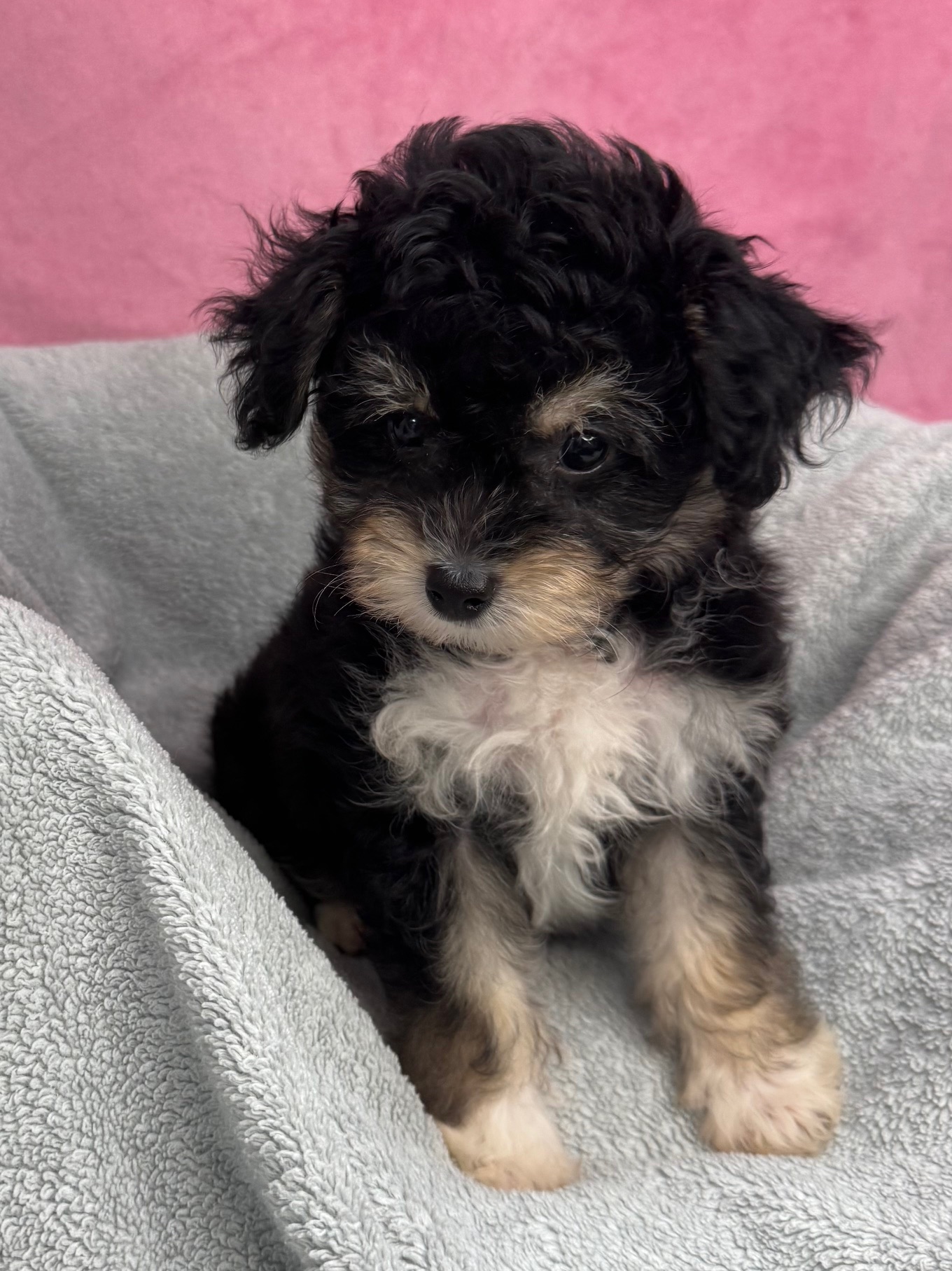 Toy Aussie Poo - Puppies R Us