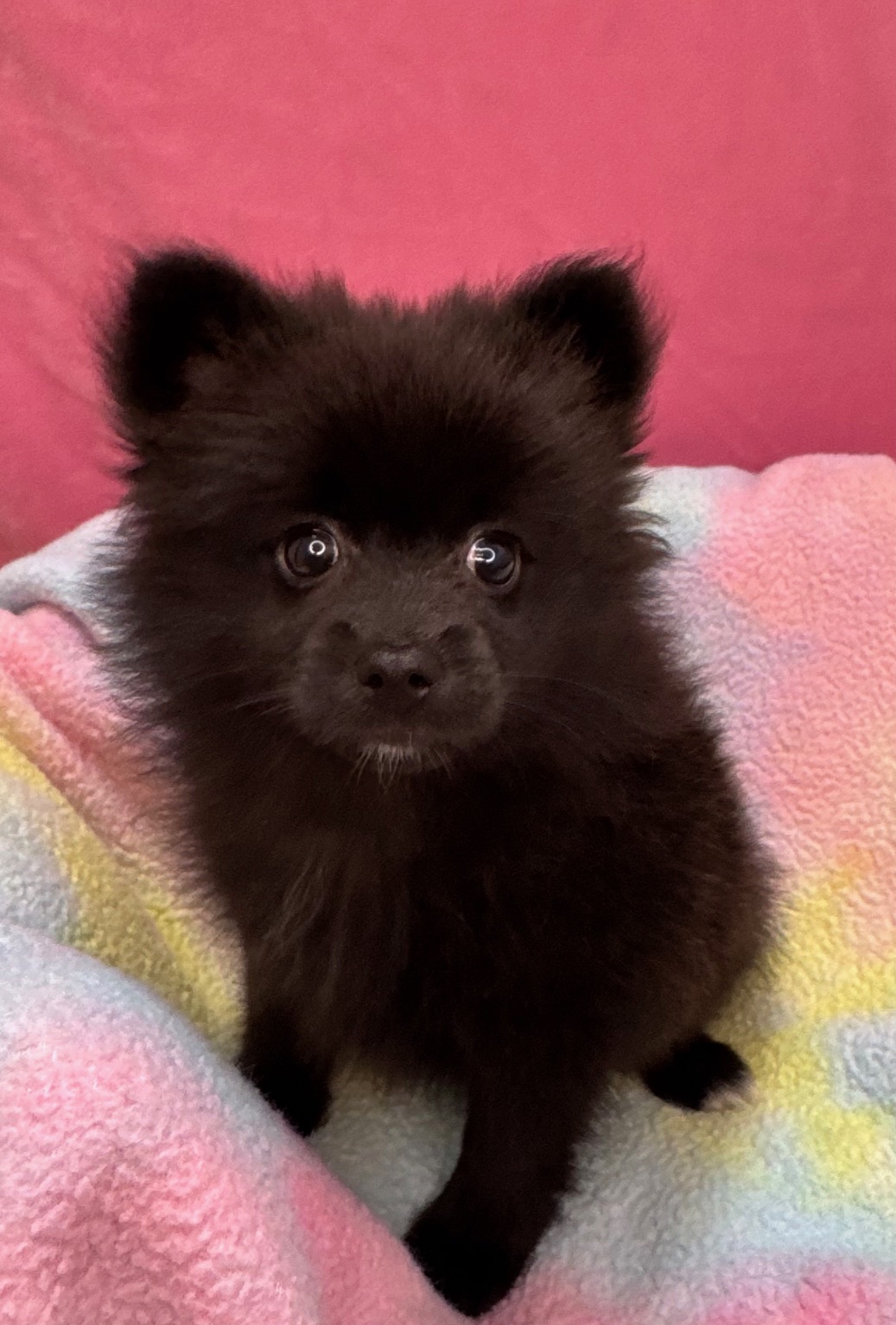 Home - Puppies R Us in Bridgeville, DE