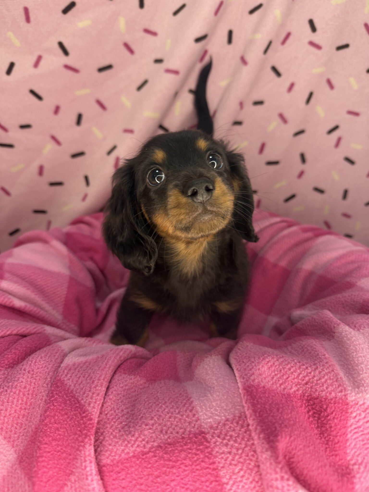 Available Puppies - Puppies R Us in Bridgeville, DE