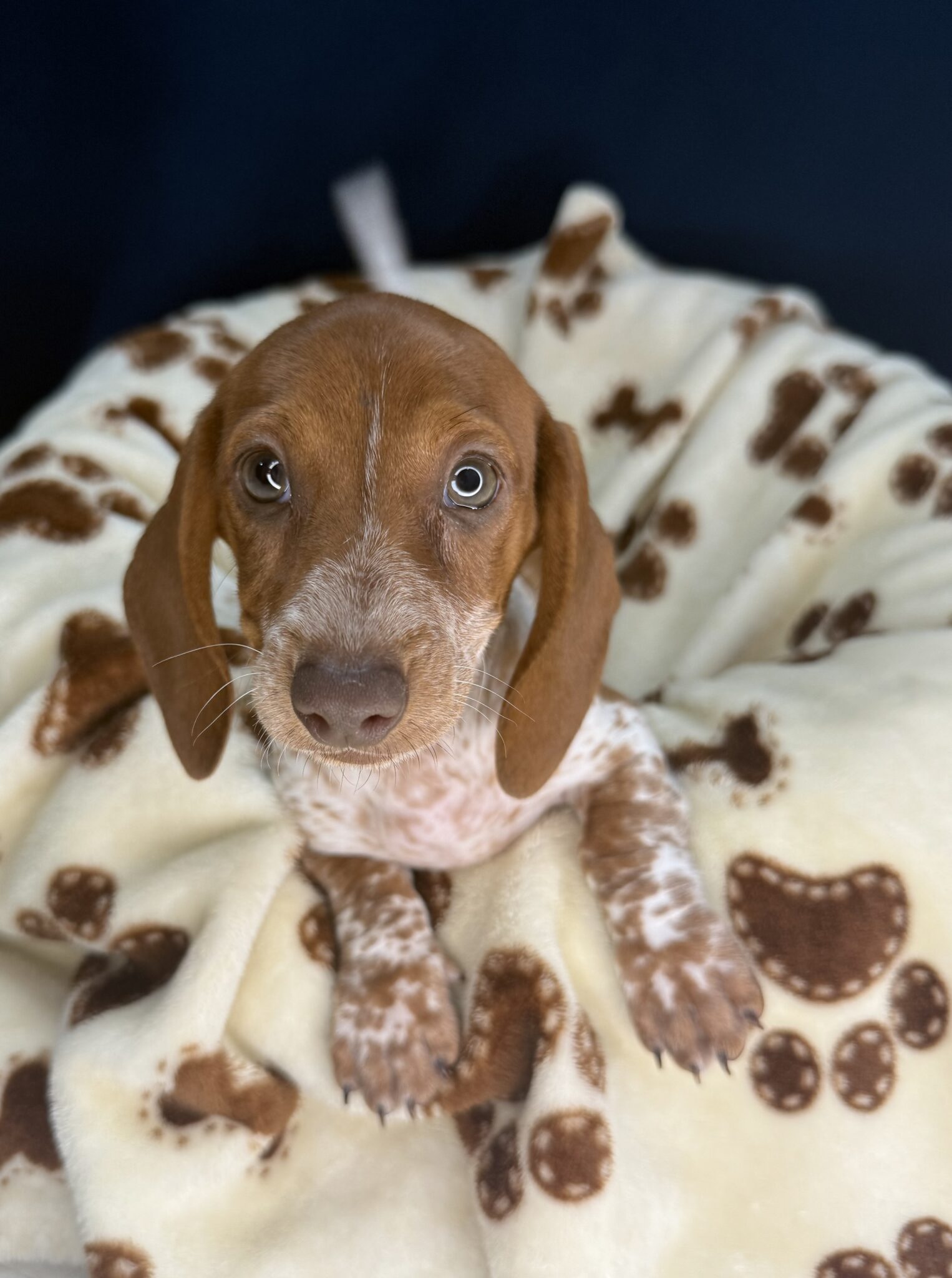 Dachshund - Puppies R Us
