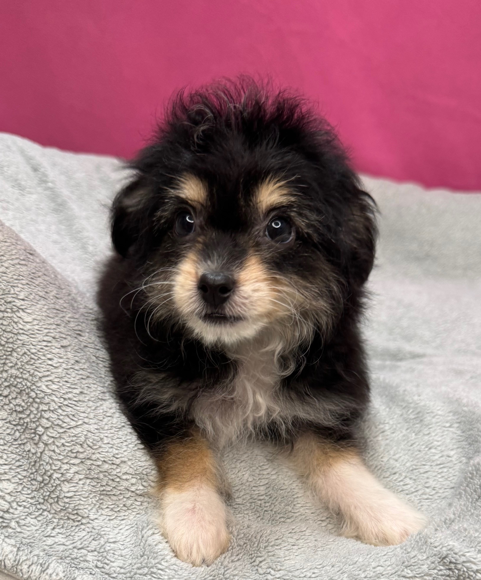 Toy Aussie Poo - Puppies R Us