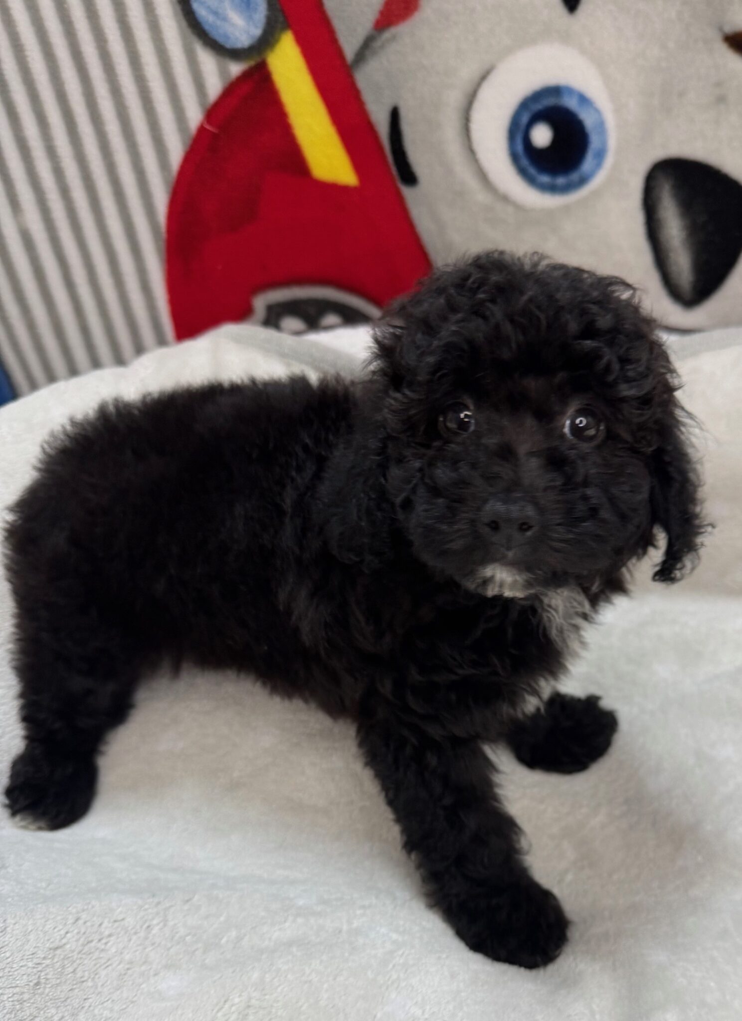 Havapoo - Puppies R Us