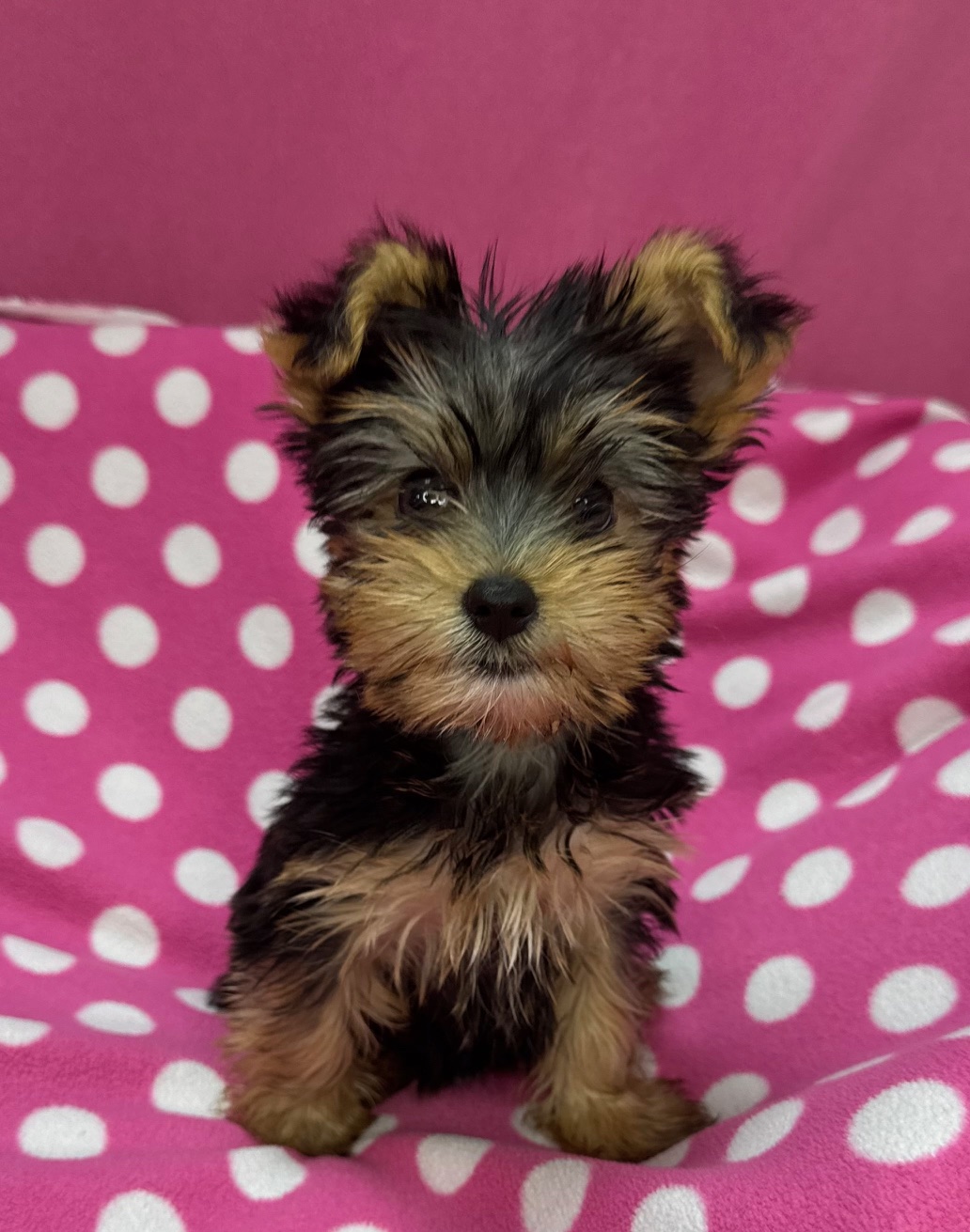 Home - Puppies R Us in Bridgeville, DE