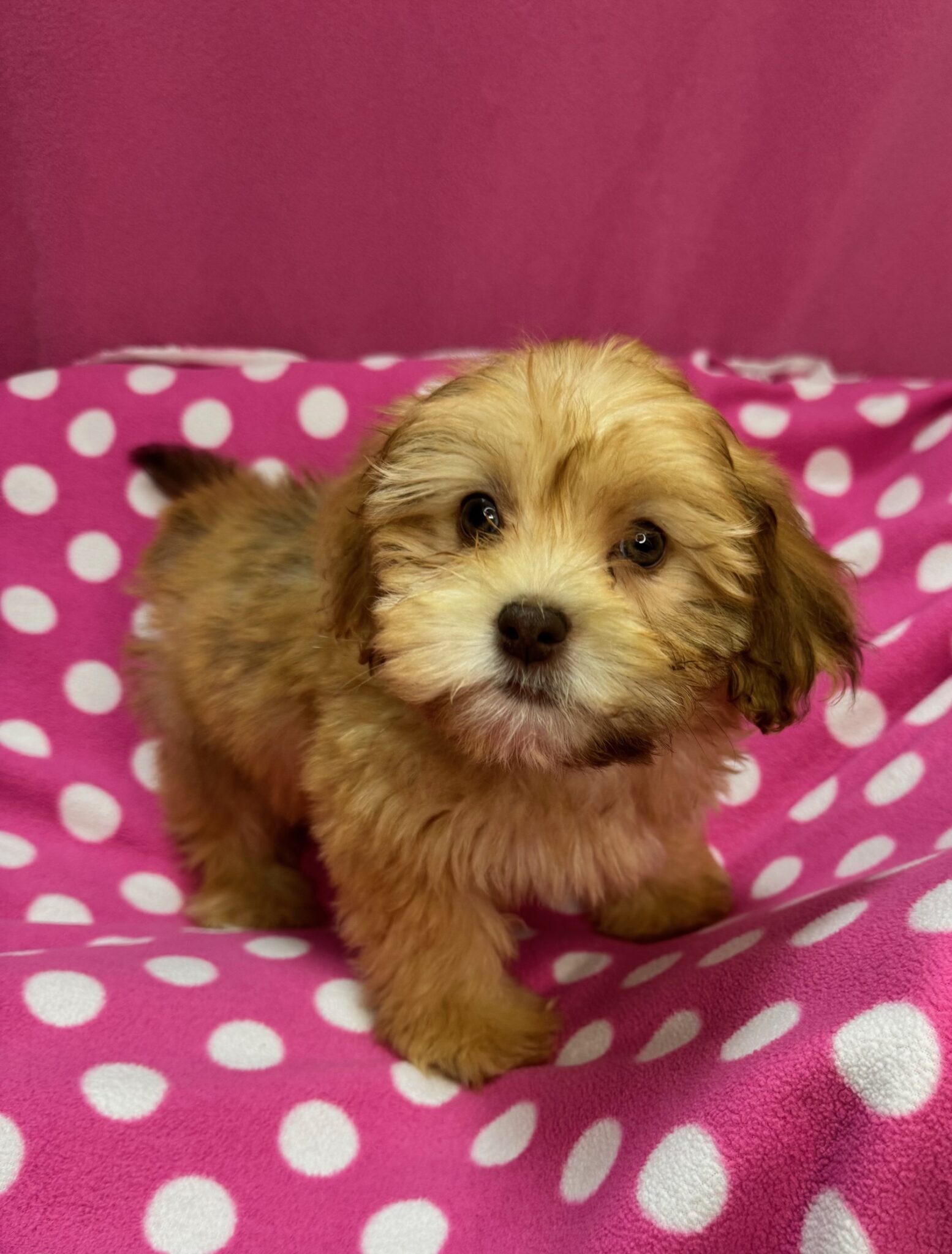 Lhasa Poo - Puppies R Us