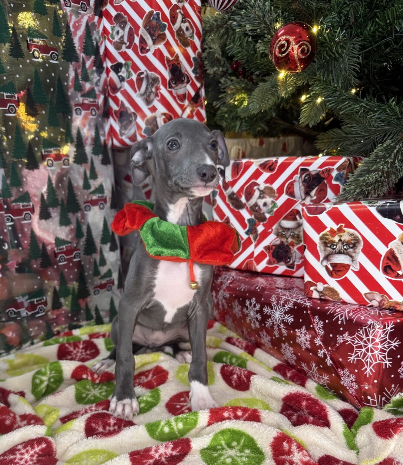 Home - Puppies R Us in Bridgeville, DE